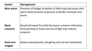 Maize ppt | PPTX