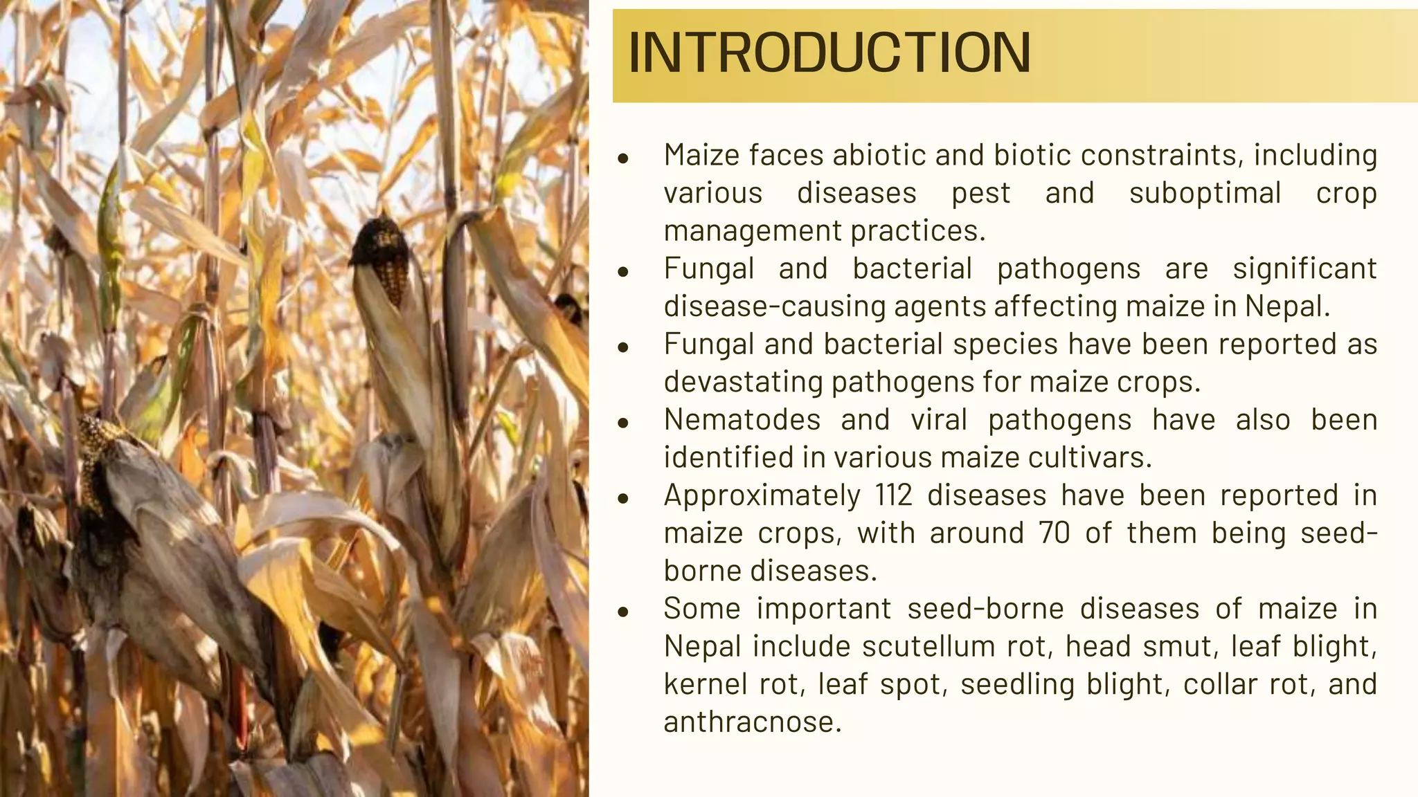 Maize PPT.pptx