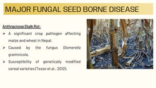 Maize PPT.pptx