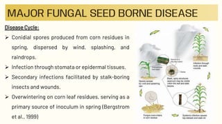 Maize PPT.pptx
