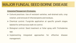 Maize PPT.pptx