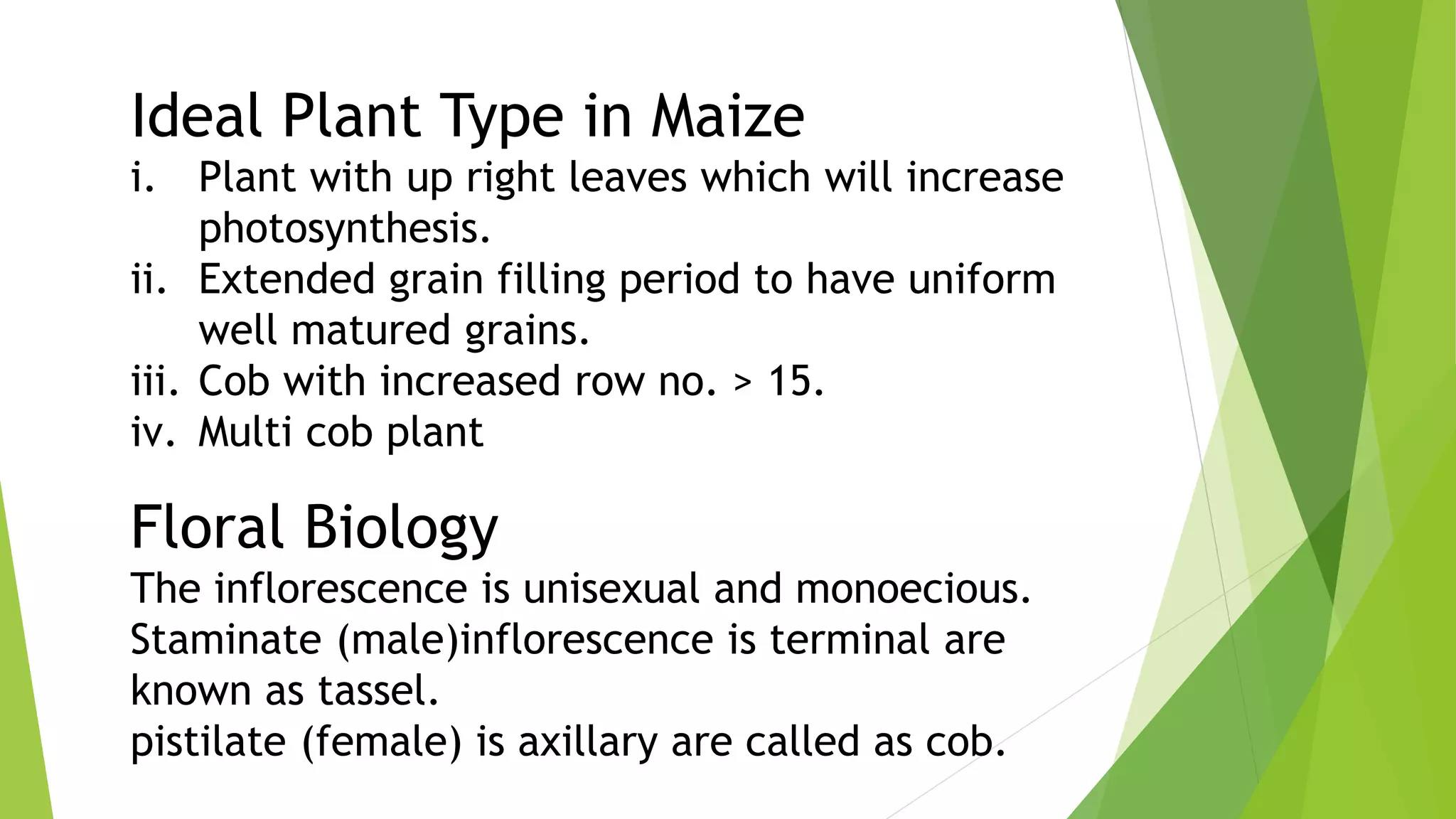 Maize ppt by sudarshan | PPTX