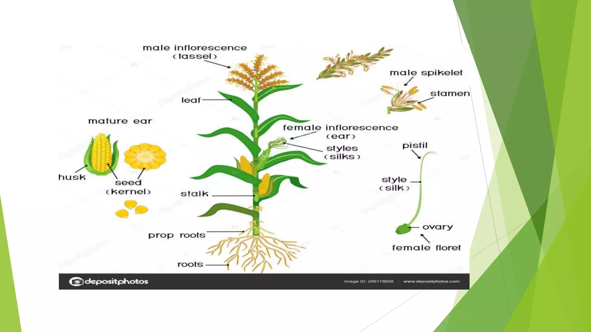Maize ppt by sudarshan | PPTX