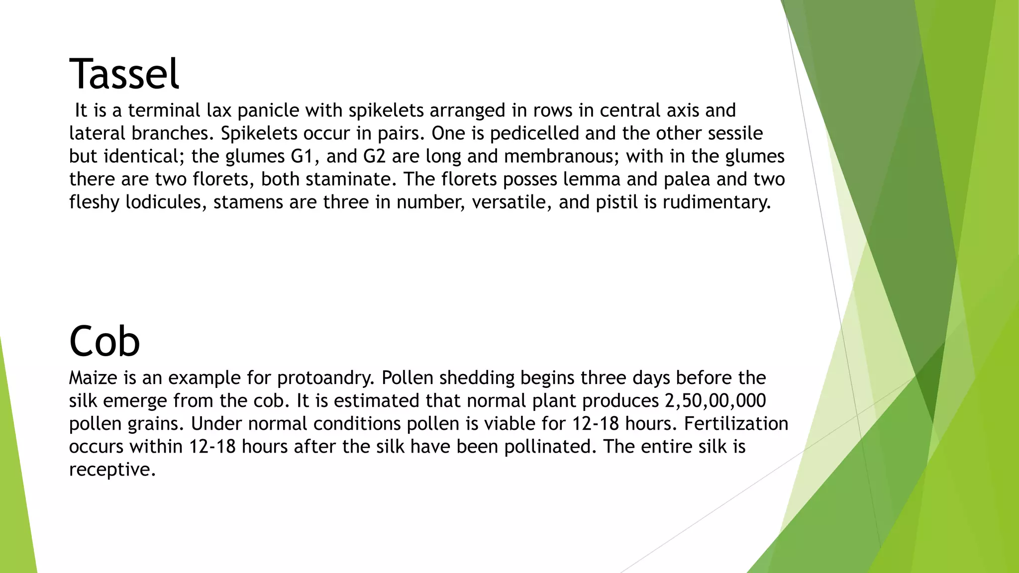 Maize ppt by sudarshan | PPTX