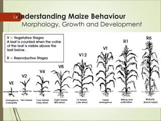 Maize Production manual-allpractices.ppt