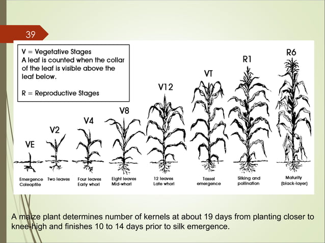 Maize Production manual-allpractices.ppt