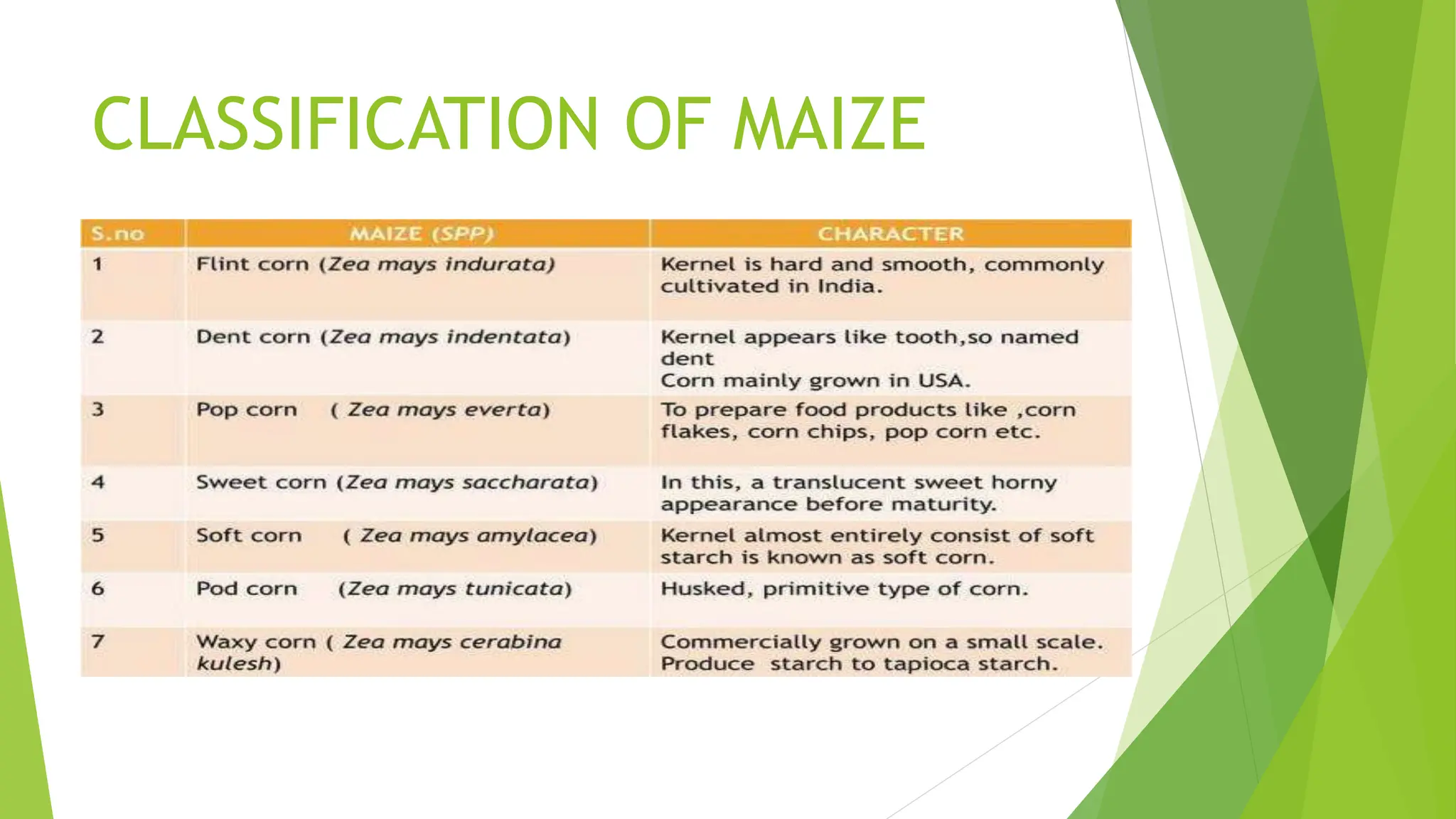 Maize Production in Tamil Nadu..pptx.smk | Agriculture | Industries