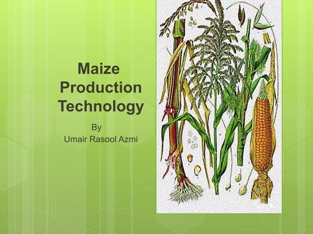 Maize production technology | PPTX