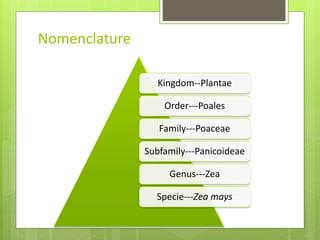 Maize production technology | PPTX