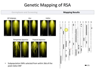 GRM 2013: Cloning, characterization and validation of PUP1/P efficiency ...