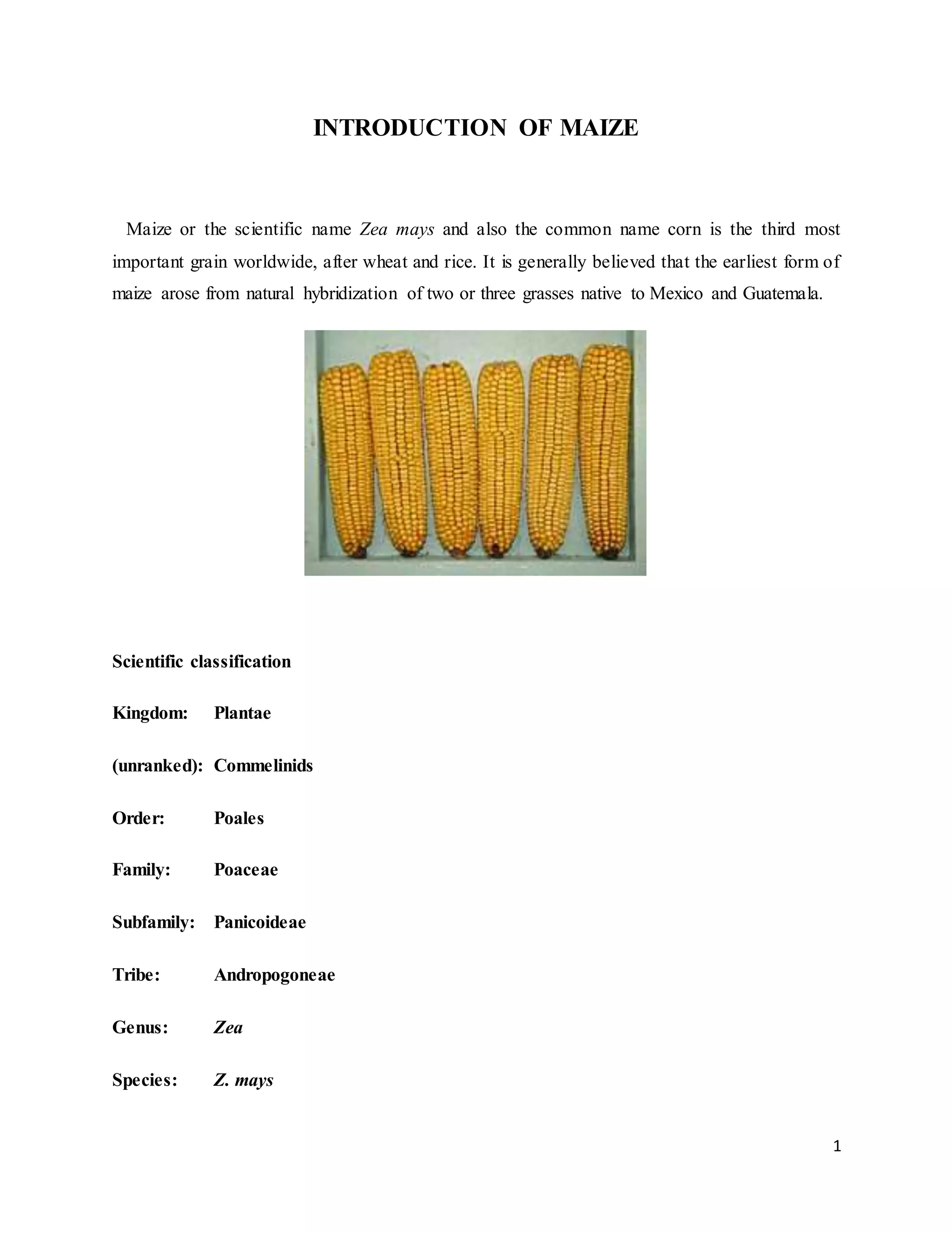 Maize report | PDF