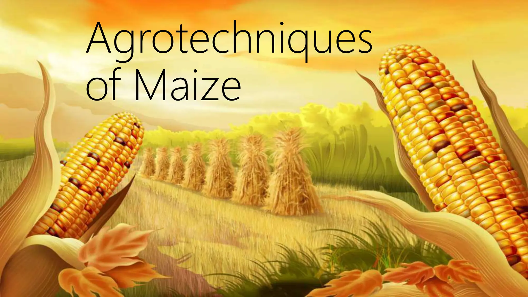 Improved agrotechniques for Maize cultivation | PPTX