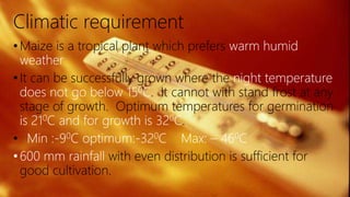 Improved agrotechniques for Maize cultivation | PPT