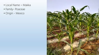 Improved agrotechniques for Maize cultivation | PPT