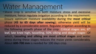Improved agrotechniques for Maize cultivation | PPTX
