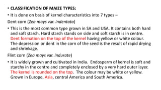 Improved agrotechniques for Maize cultivation | PPT