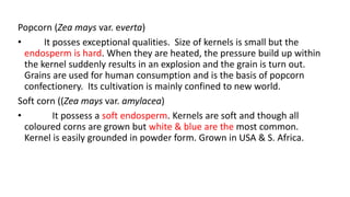 Improved agrotechniques for Maize cultivation | PPTX