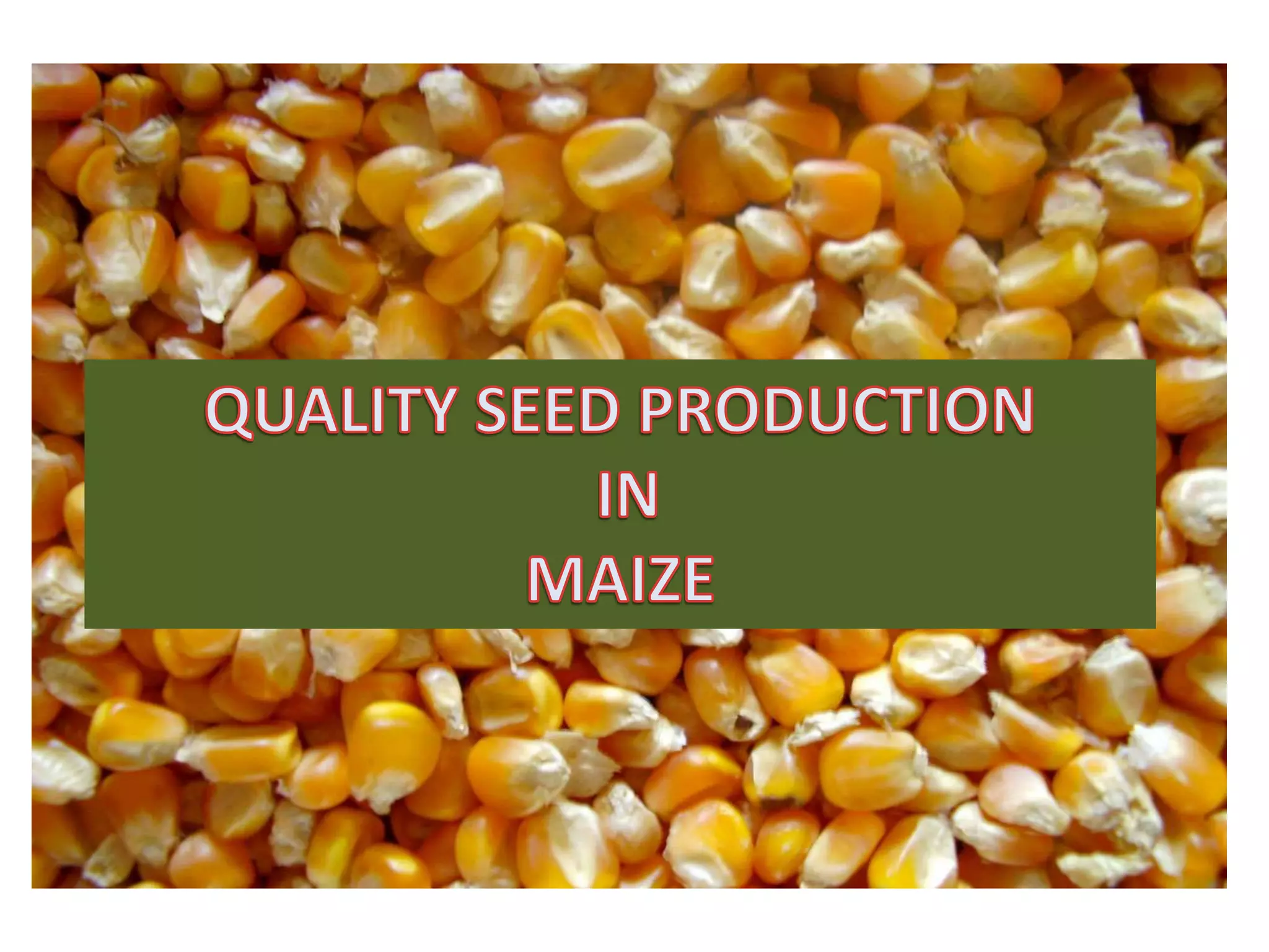 Maize seed production | PPTX