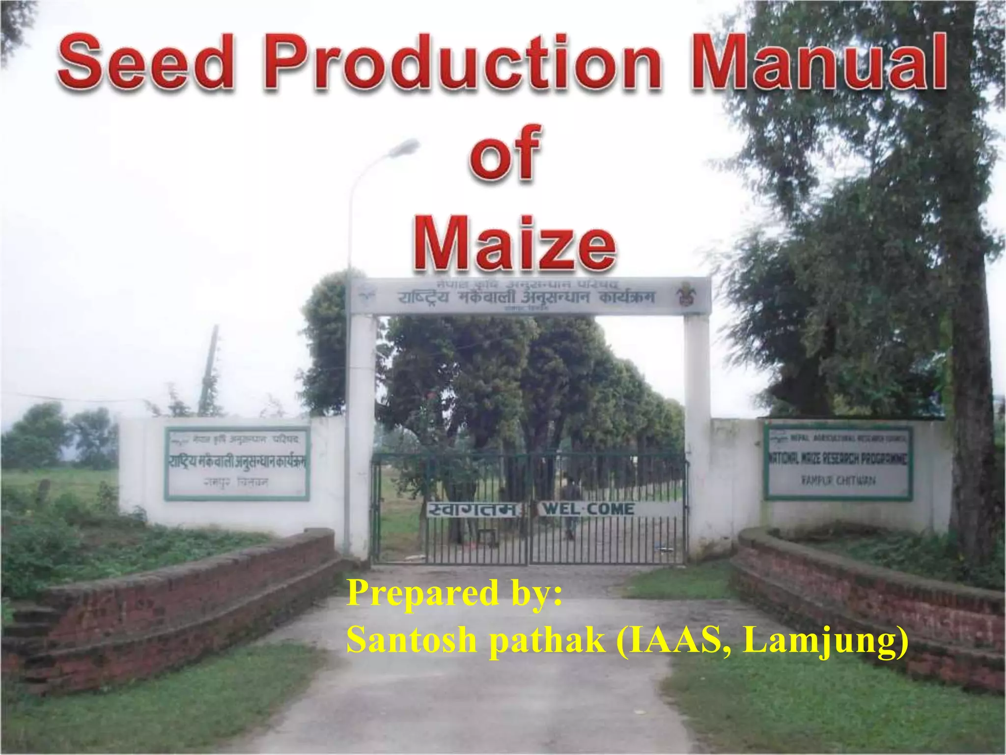 Maize seed production | PPTX