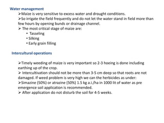 Maize seed production | PPTX