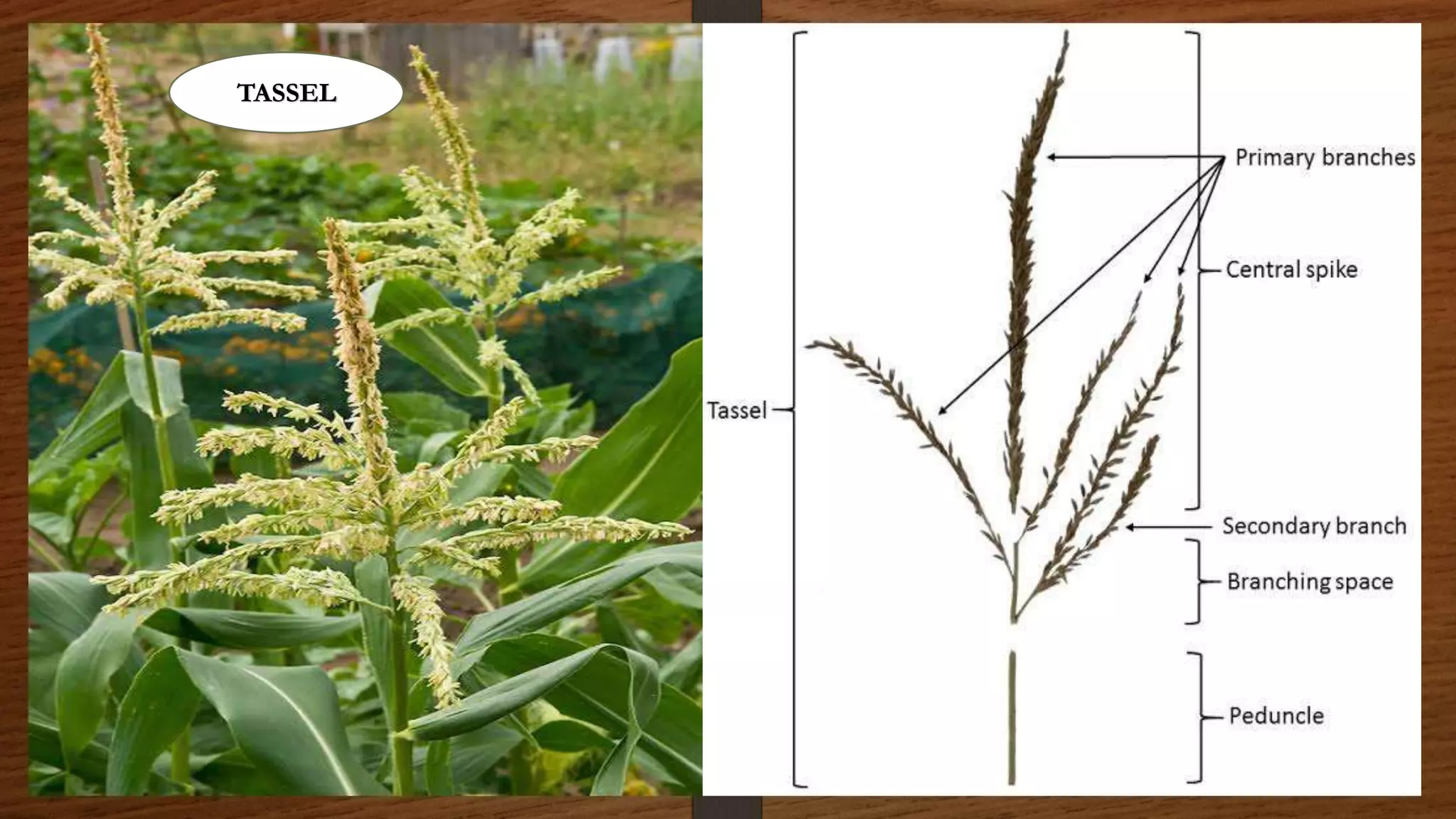 Maize seed production | PPTX