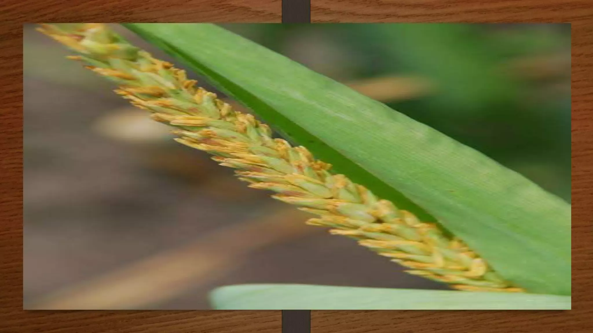 Maize seed production | PPTX