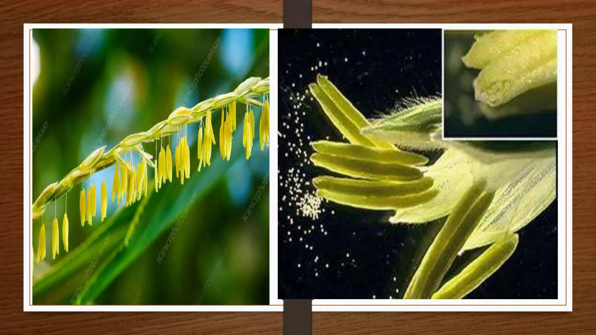 Maize seed production | PPTX