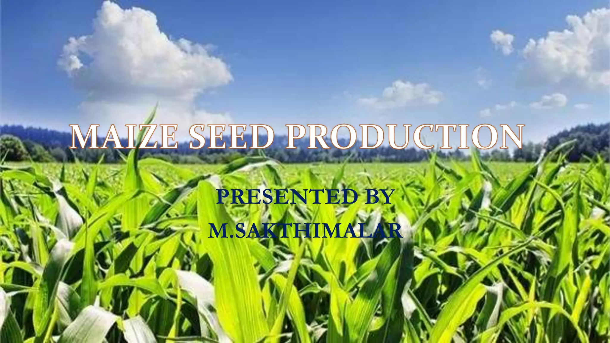 Maize seed production | PPTX