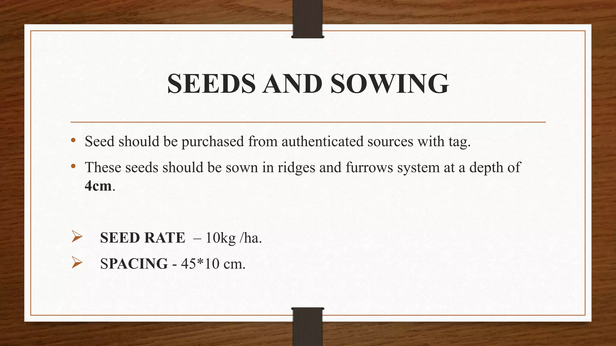 Maize seed production | PPTX