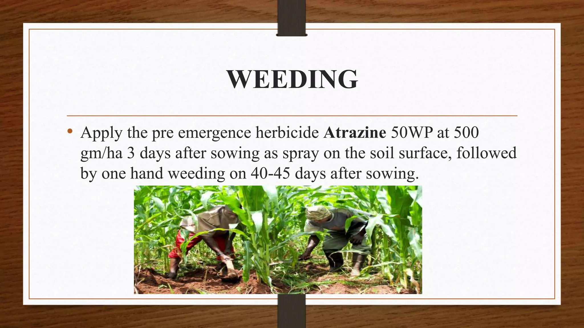 Maize seed production | PPTX