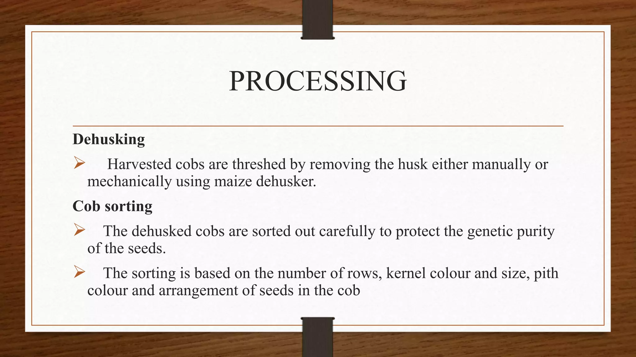 Maize seed production | PPTX