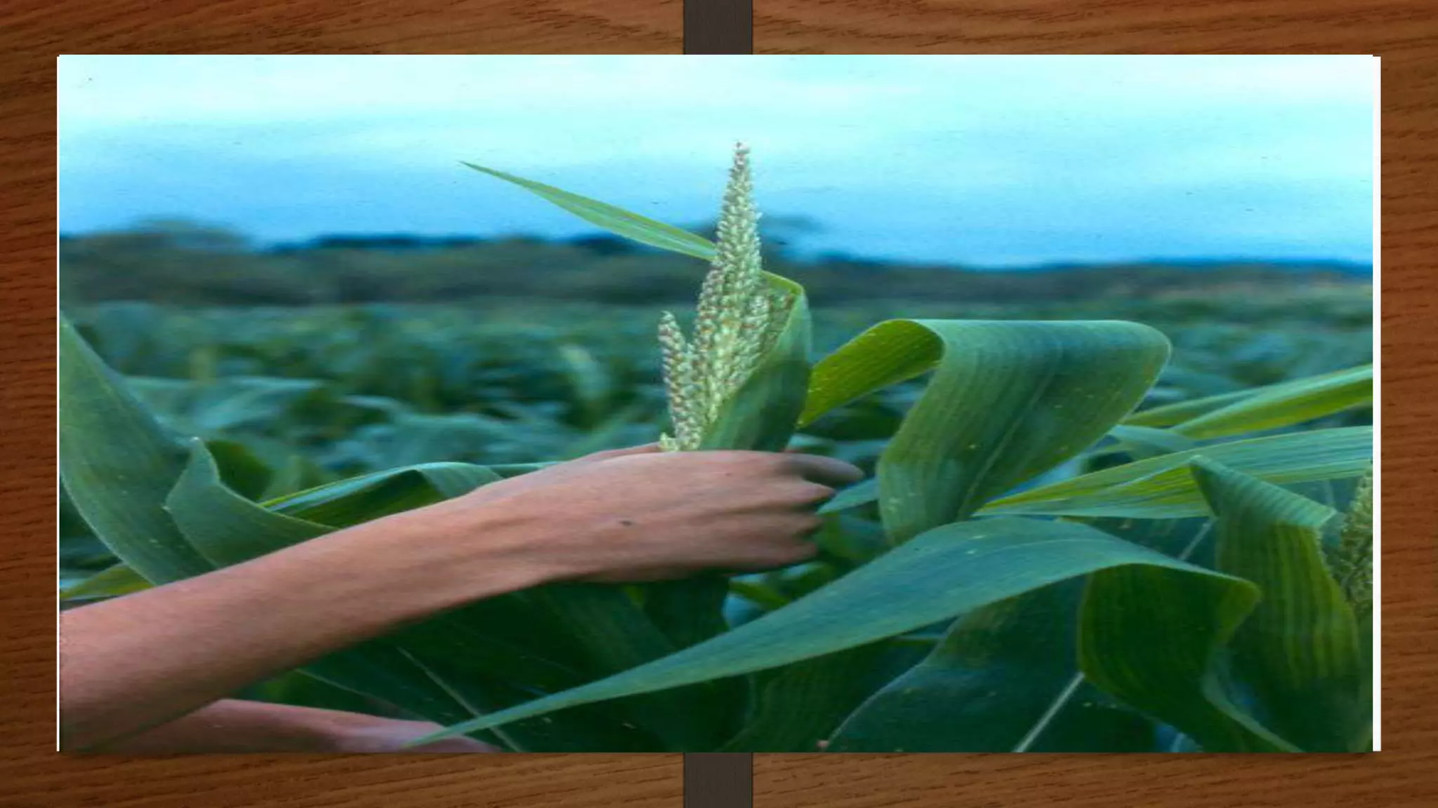 Maize seed production | PPTX