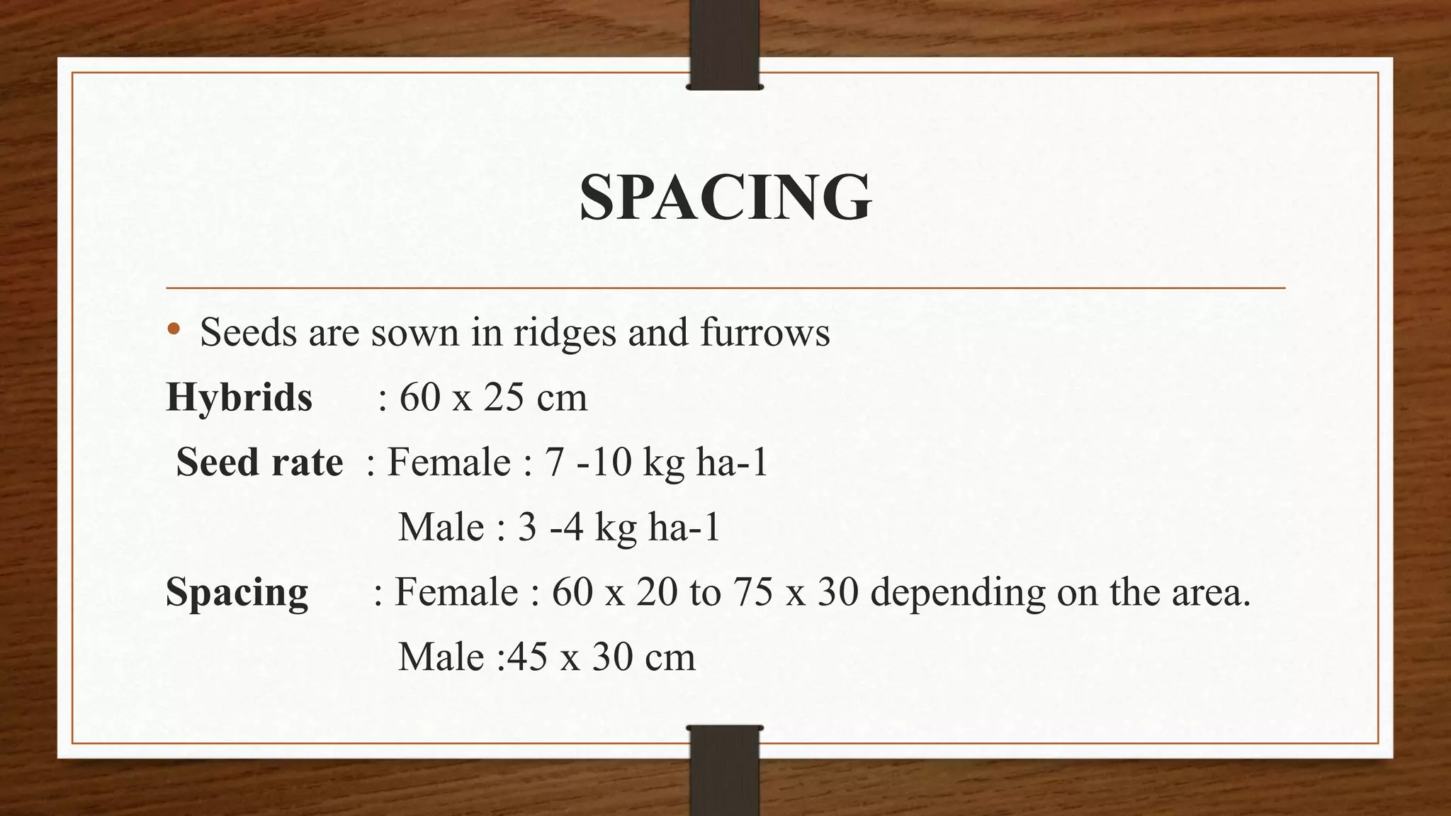 Maize seed production | PPTX