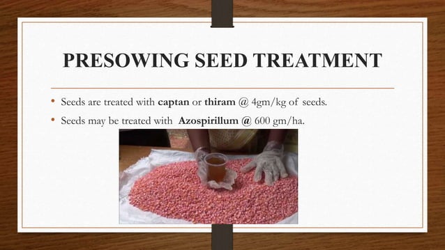 Maize seed production | PPTX