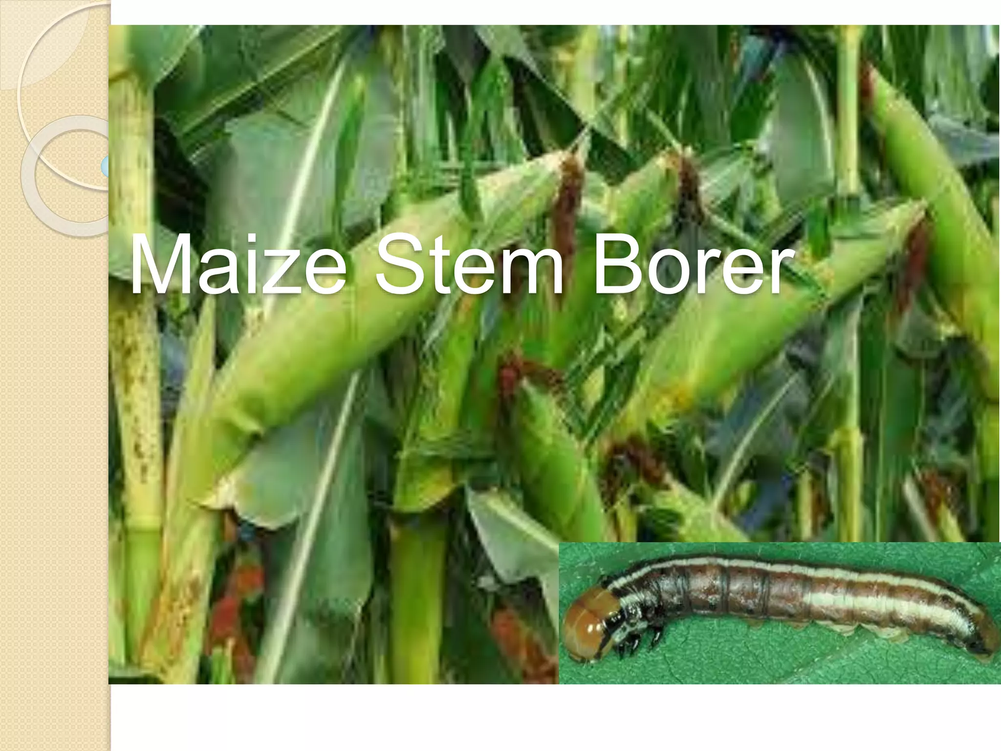 Maize Stem Borer | PPTX