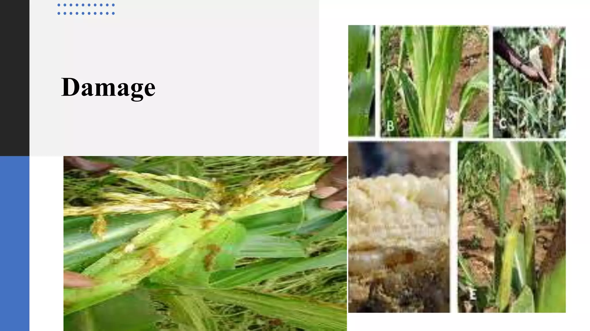 Maize stem borer | PPTX