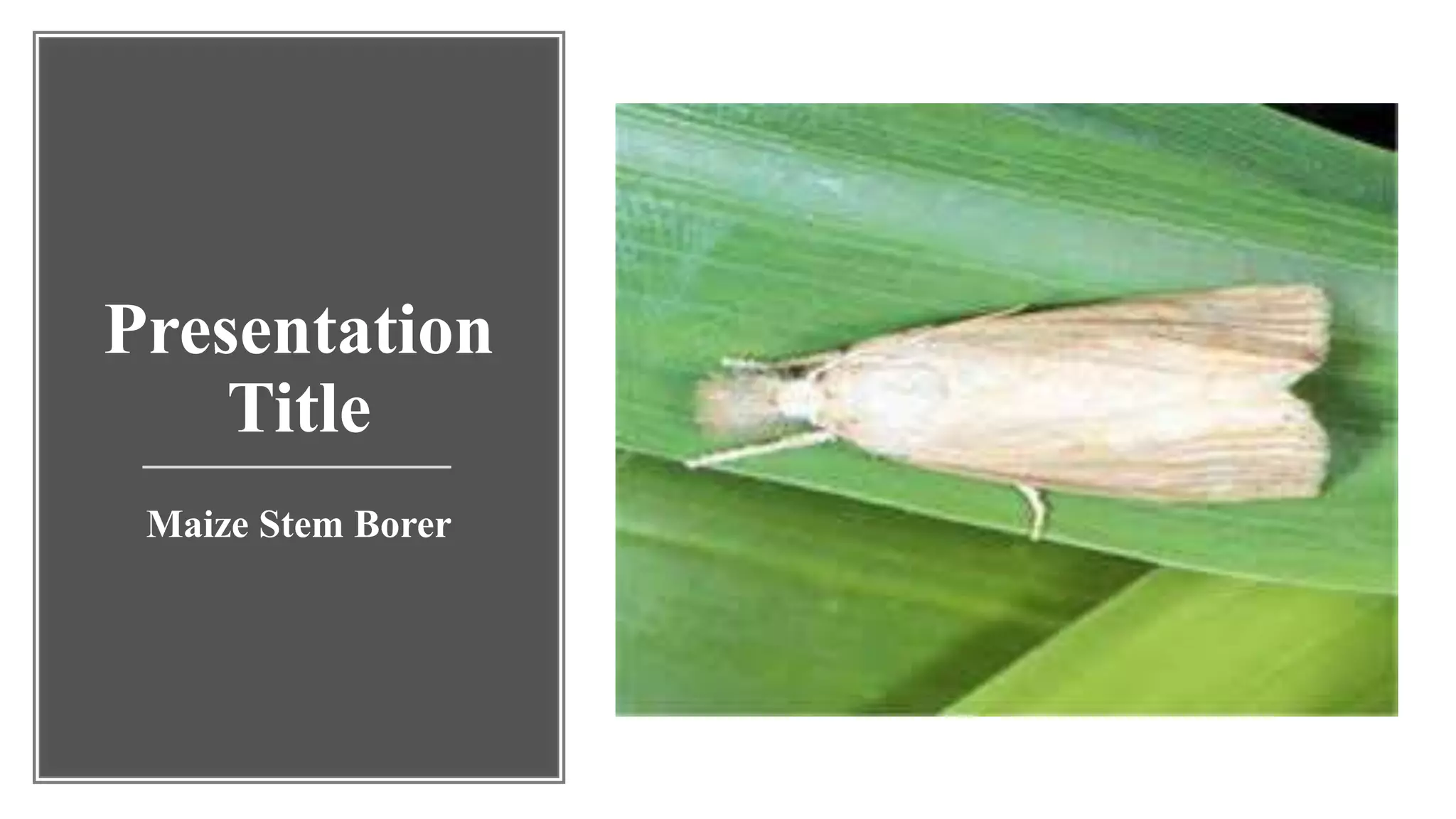 Maize stem borer | PPTX