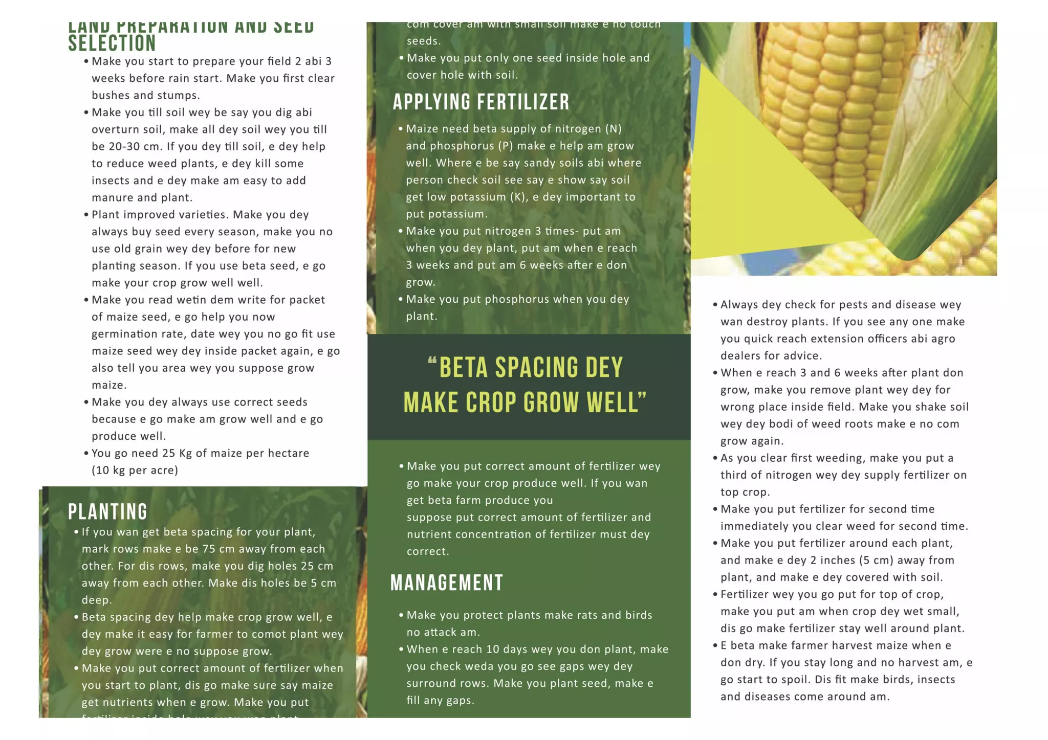 Maize :Good Agricultural practices (Pidgin) | PDF