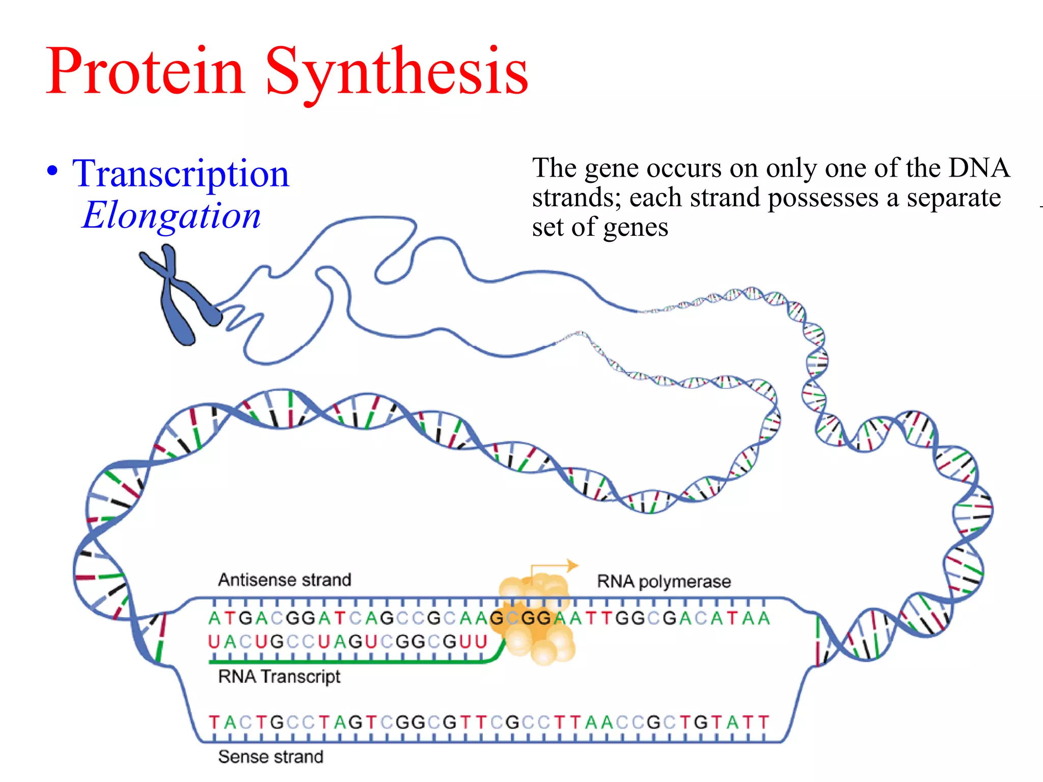 DNA Replication Sintesis | PPT
