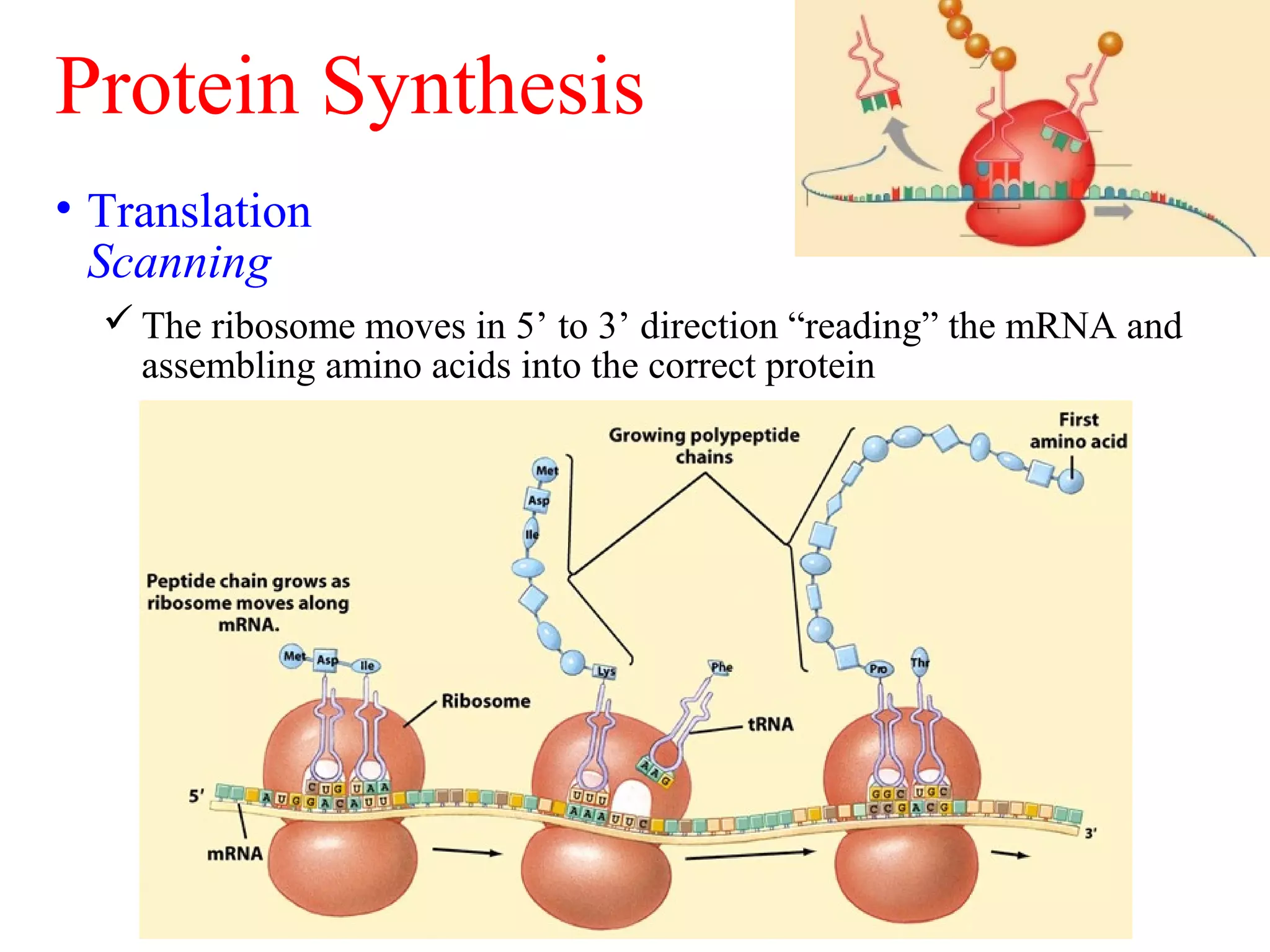 DNA Replication Sintesis | PPT