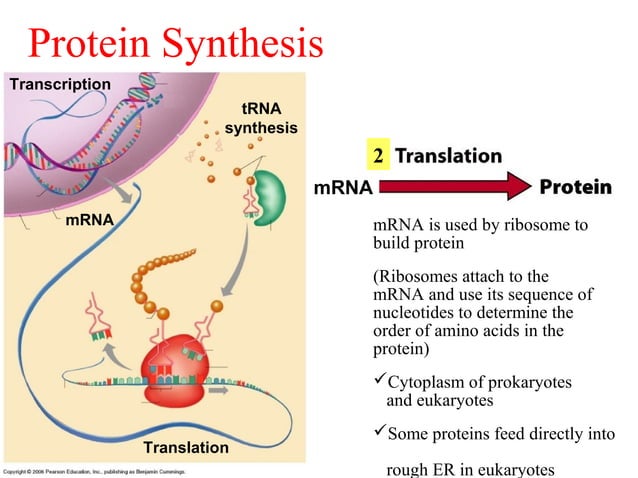 DNA Replication Sintesis | PPT | Chemistry | Science