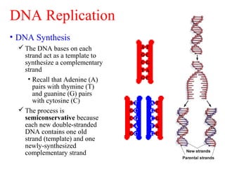 DNA Replication Sintesis | PPT