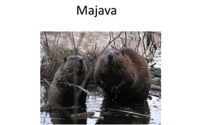 Majava | PPTX