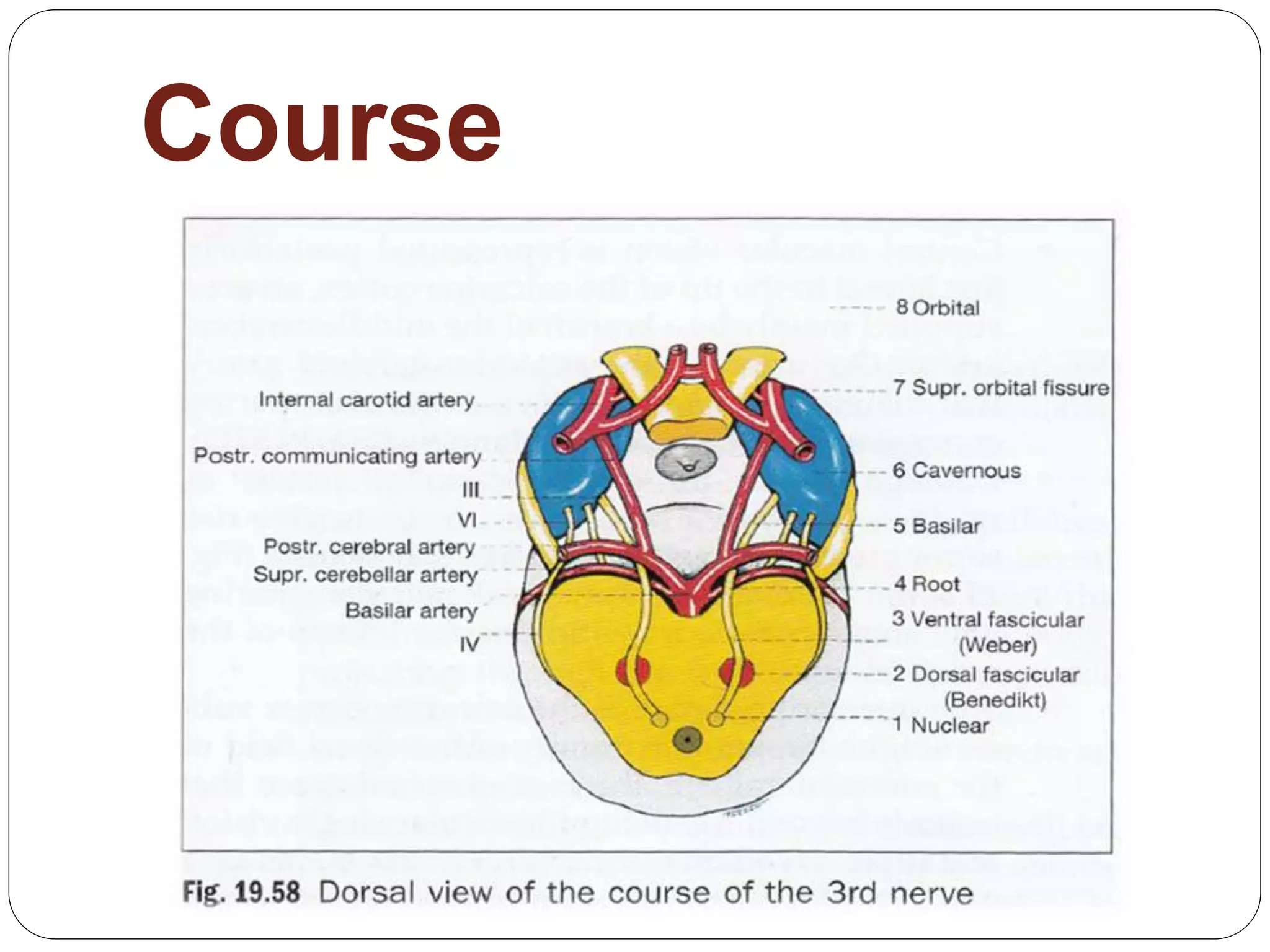 3rd nerve palsy | PPTX