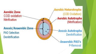 Majid Hashemi_ Aerobic Granulation | PDF