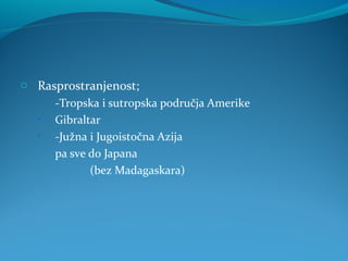 Majmuni | PPT