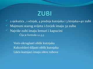 Majmuni | PPT