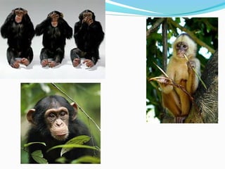 Majmuni | PPT