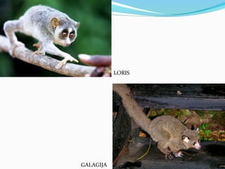 Majmuni | PPT