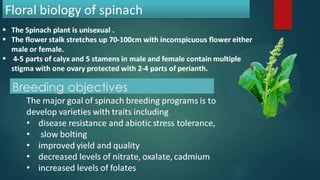 botanical description, floral biology , breeding methods of mint and spinach | PPTX